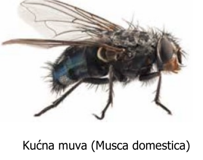 Vilotrin 10 WP | 50 g | in1010.1