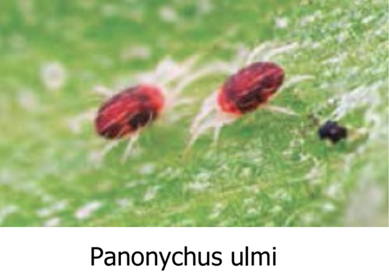 Acramite 480 SC | 250 ml | in1001.4